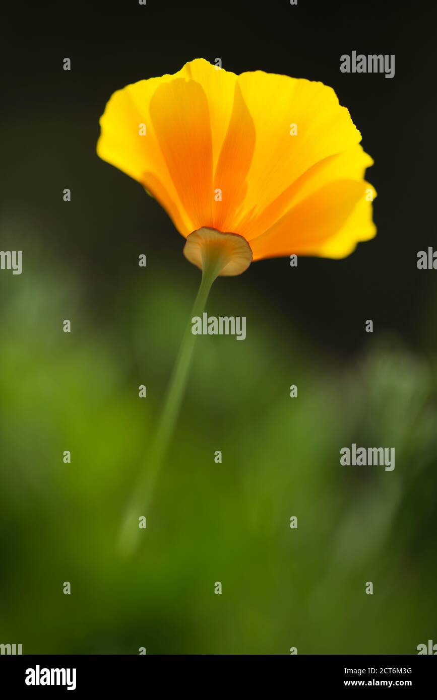 Flower of Eschscholzia californica, California poppy, golden, sunlight ...