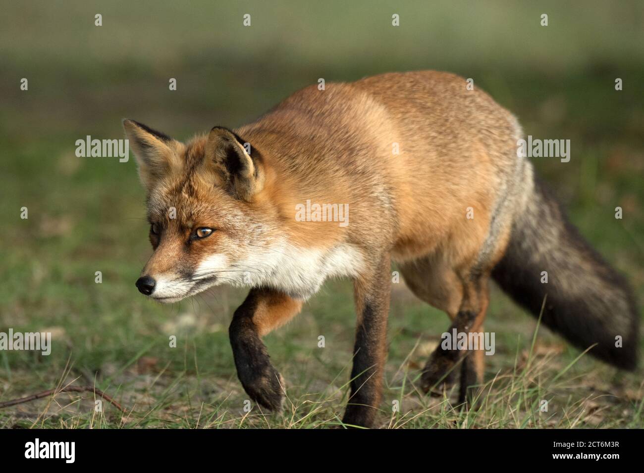 Junger fuchs hi-res stock photography and images - Alamy