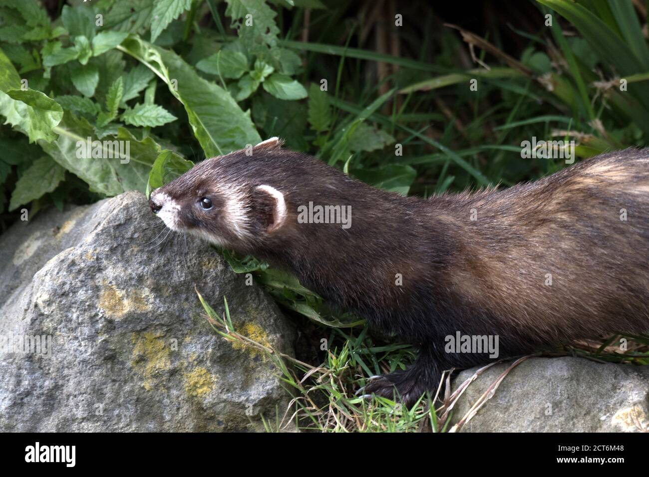 Iltis hi-res stock photography and images - Alamy