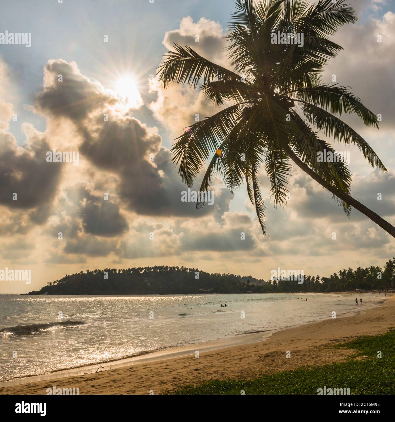 Mirissa Beach at sunset, sunstar behind a palm tree on the South Coast ...