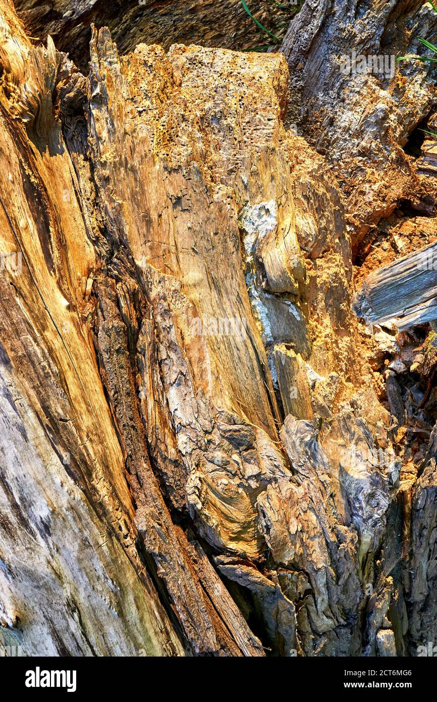 Rotten wood texture close up as a background Stock Photo - Alamy
