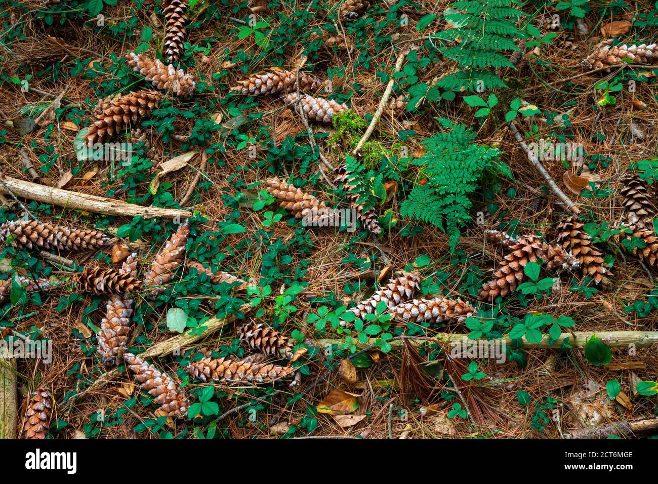 Fallen Eastern White Pine cones on a forest floor in Pennsylvania’s ...