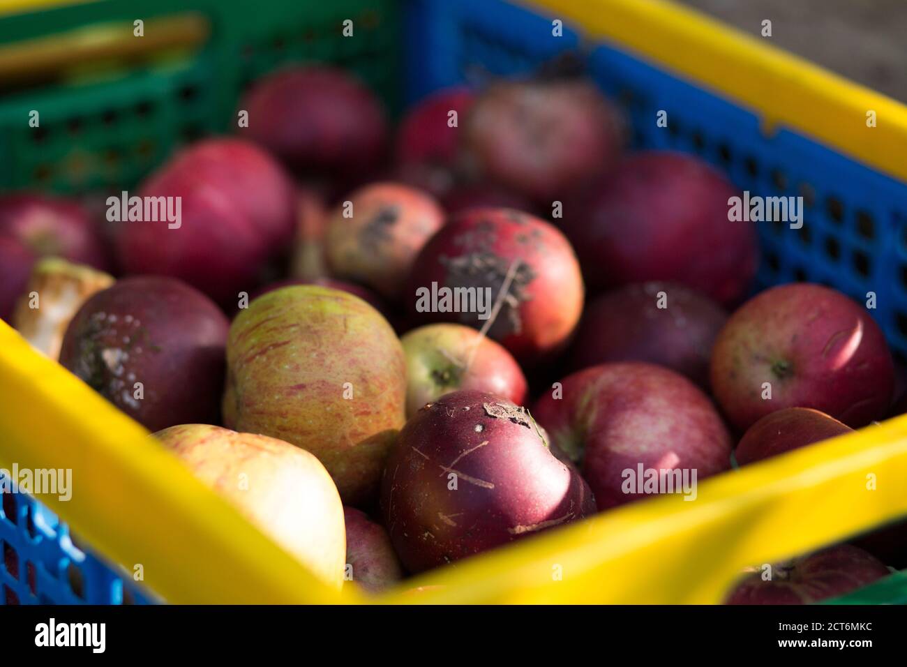 Traditional Cider made by hand Stock Photo - Alamy