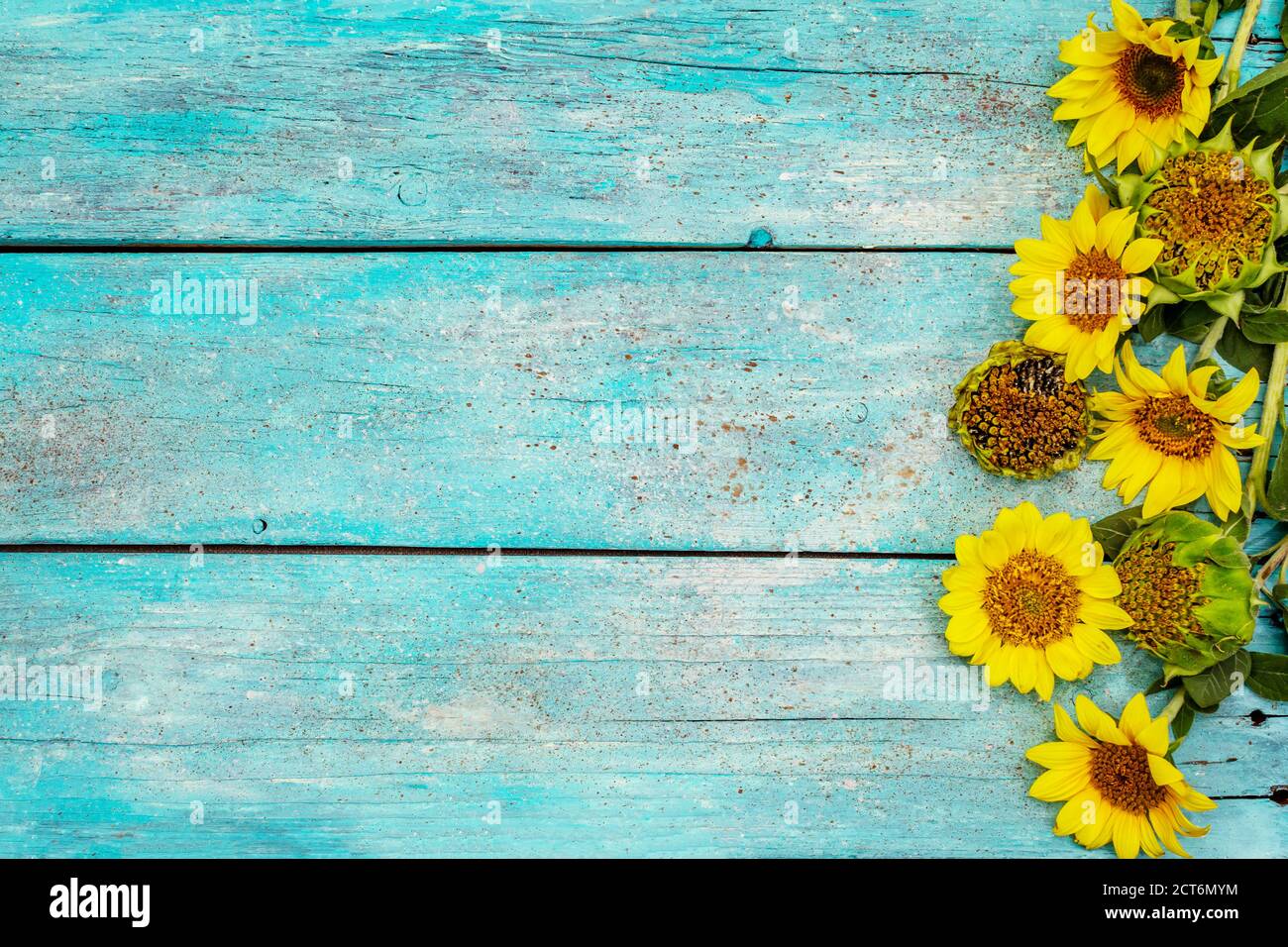 Fresh sunflowers on trendy turquoise wooden boards background. Bright ...