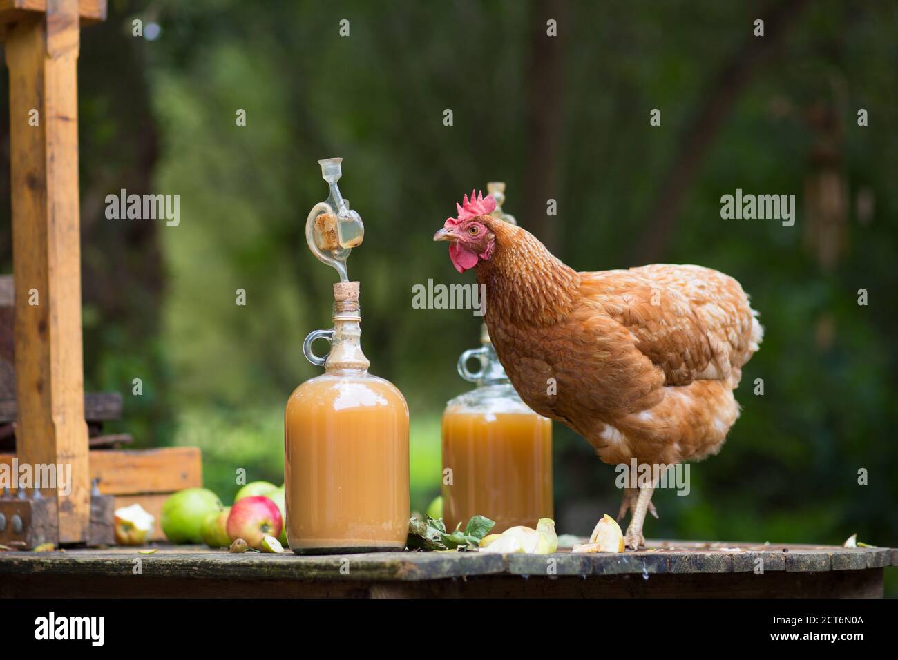 Traditional Cider made by hand Stock Photo - Alamy