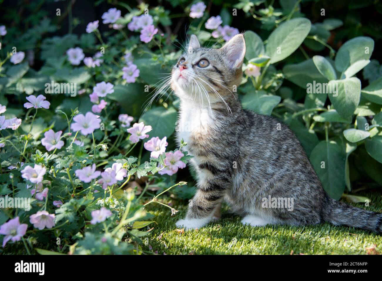 Portrait of a young tabby kitten photographed outside in a garden with ...