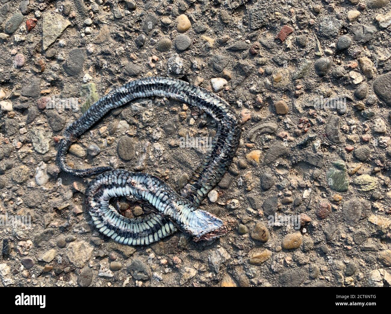 Run over snake hi-res stock photography and images - Alamy