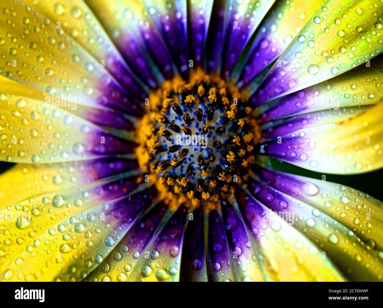 Abstract flower center detail hi-res stock photography and images - Alamy