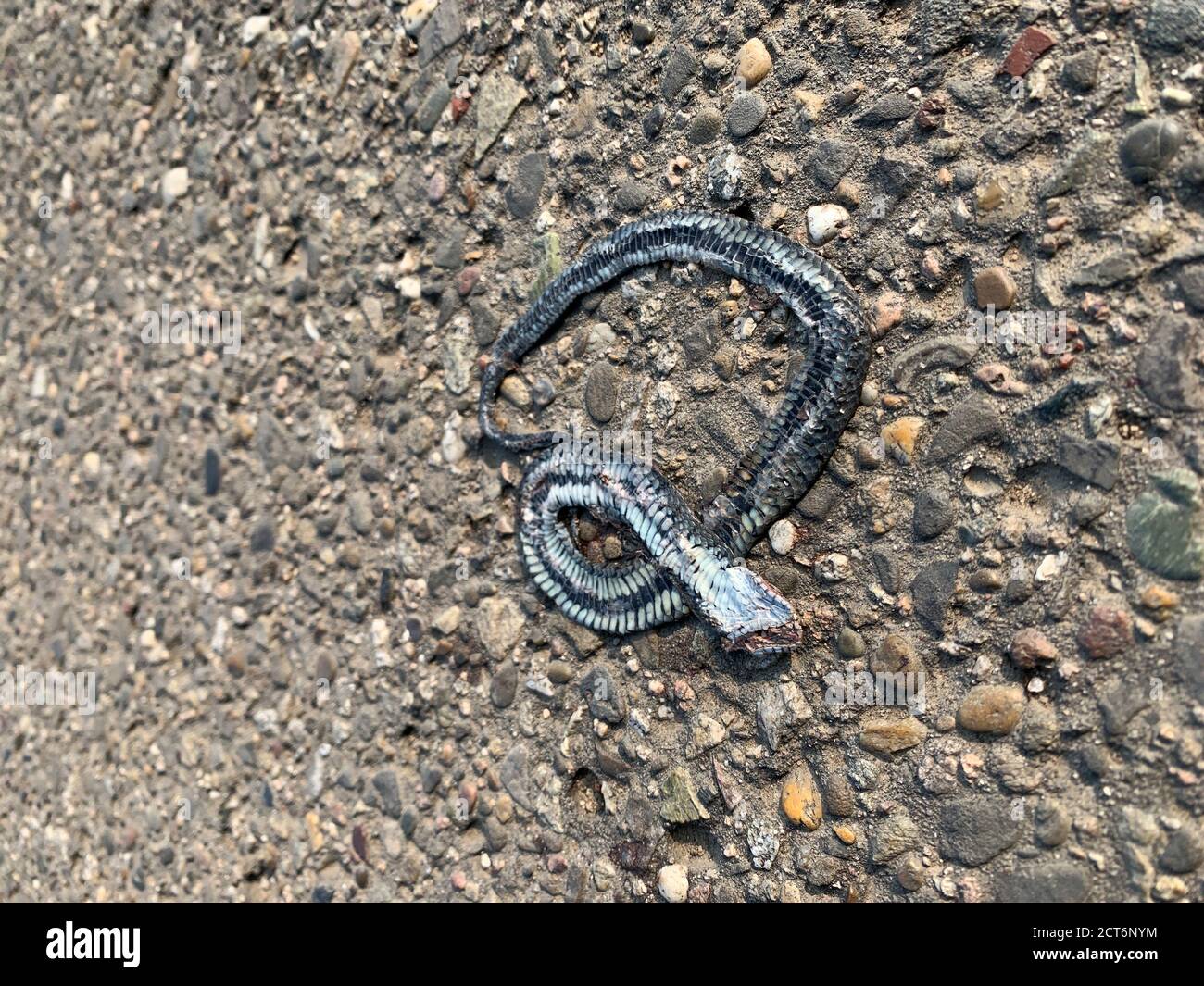 Dead Snake High Resolution Stock Photography and Images - Alamy