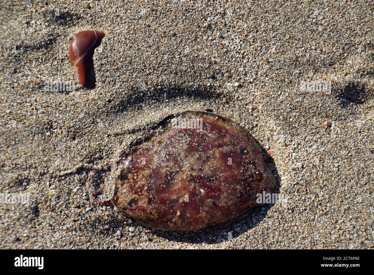 Scheibenqualle hi-res stock photography and images - Alamy