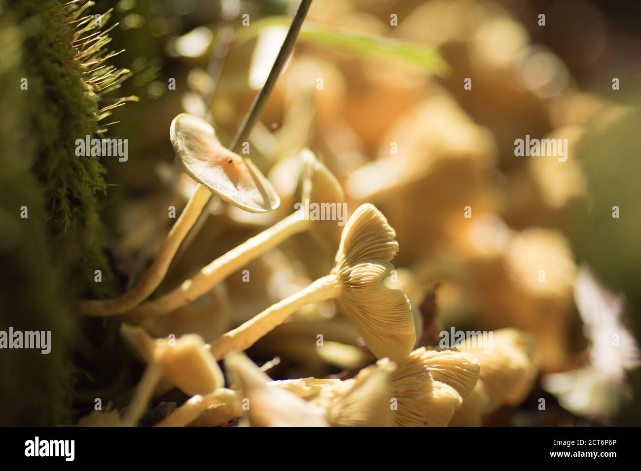 Mushroom colony hi-res stock photography and images - Alamy