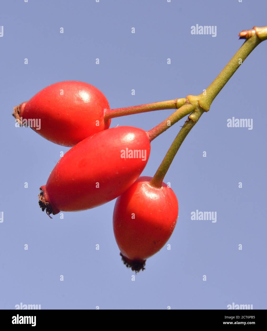 ROSE HIPS, FRUIT OF THE ROSE PLANT, SOURCE OF VITAMIN C Stock Photo - Alamy