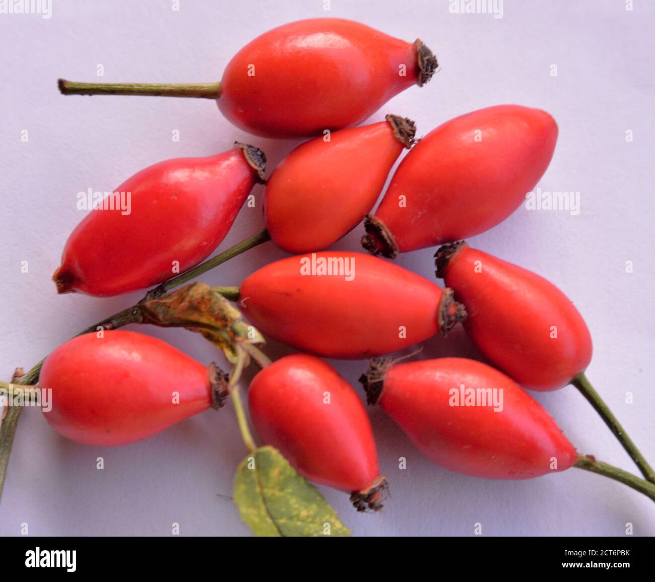 ROSE HIPS, FRUIT OF THE ROSE PLANT, SOURCE OF VITAMIN C Stock Photo - Alamy