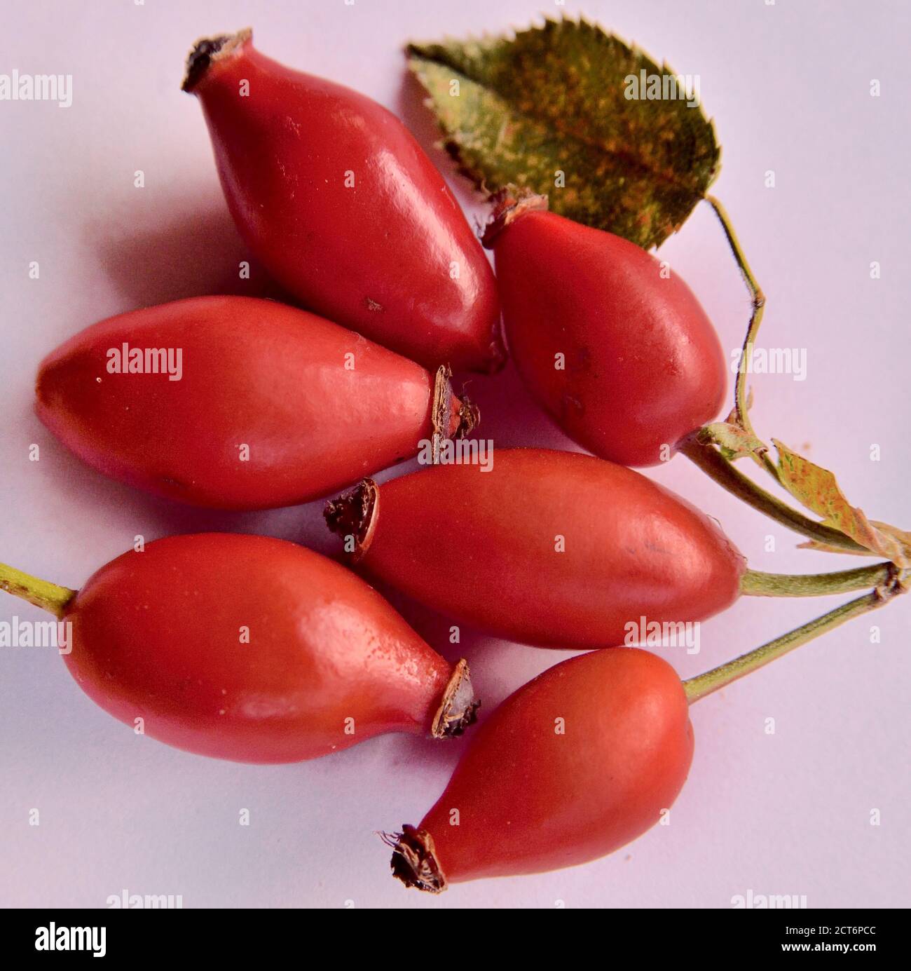ROSE HIPS, FRUIT OF THE ROSE PLANT, SOURCE OF VITAMIN C Stock Photo - Alamy