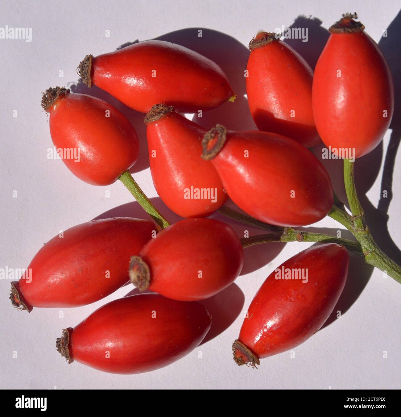 ROSE HIPS, FRUIT OF THE ROSE PLANT, SOURCE OF VITAMIN C Stock Photo - Alamy