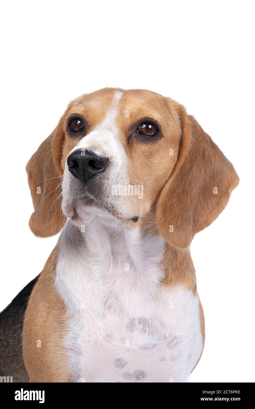 Portrait of a beagle dog head sitting isolated against a white ...
