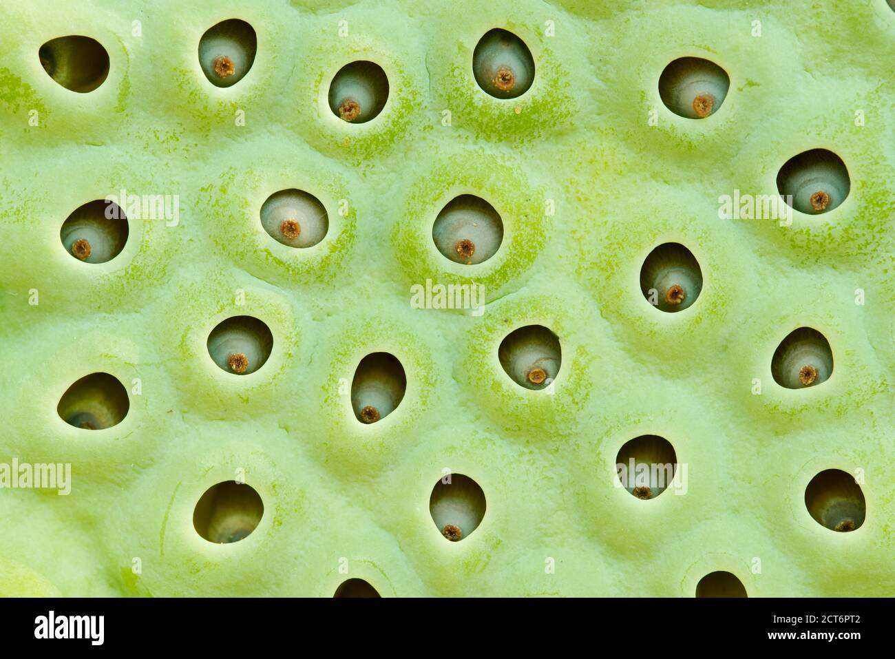 Trypophobia Plantenavn