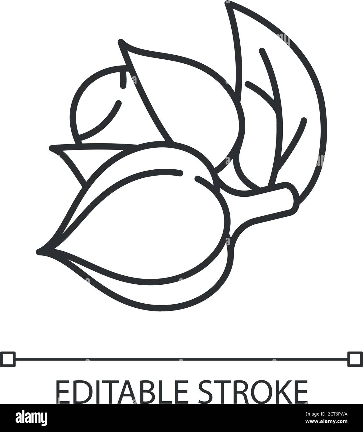 Guarana linear icon Stock Vector Image & Art - Alamy