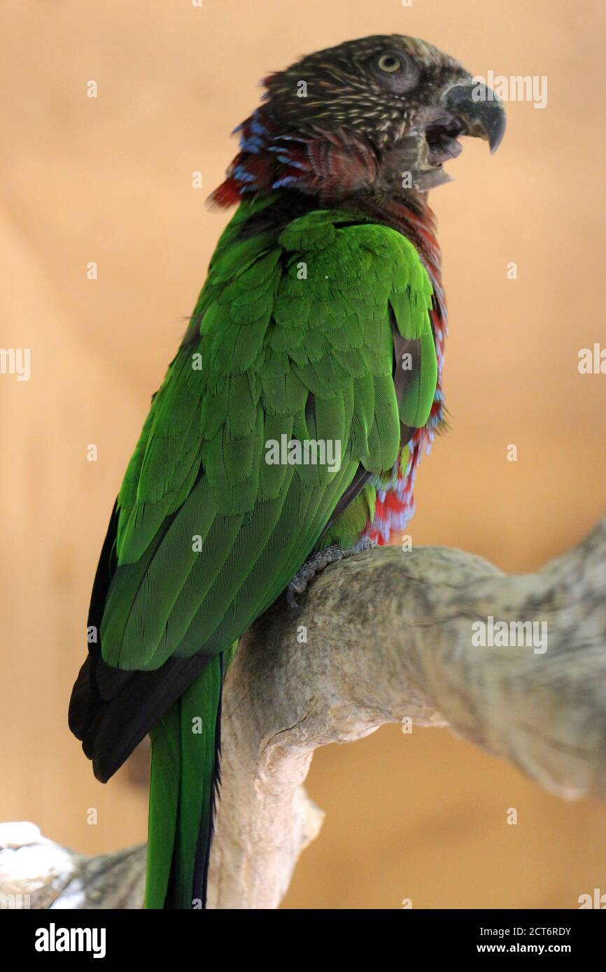 Hawk headed parrot hi-res stock photography and images - Alamy