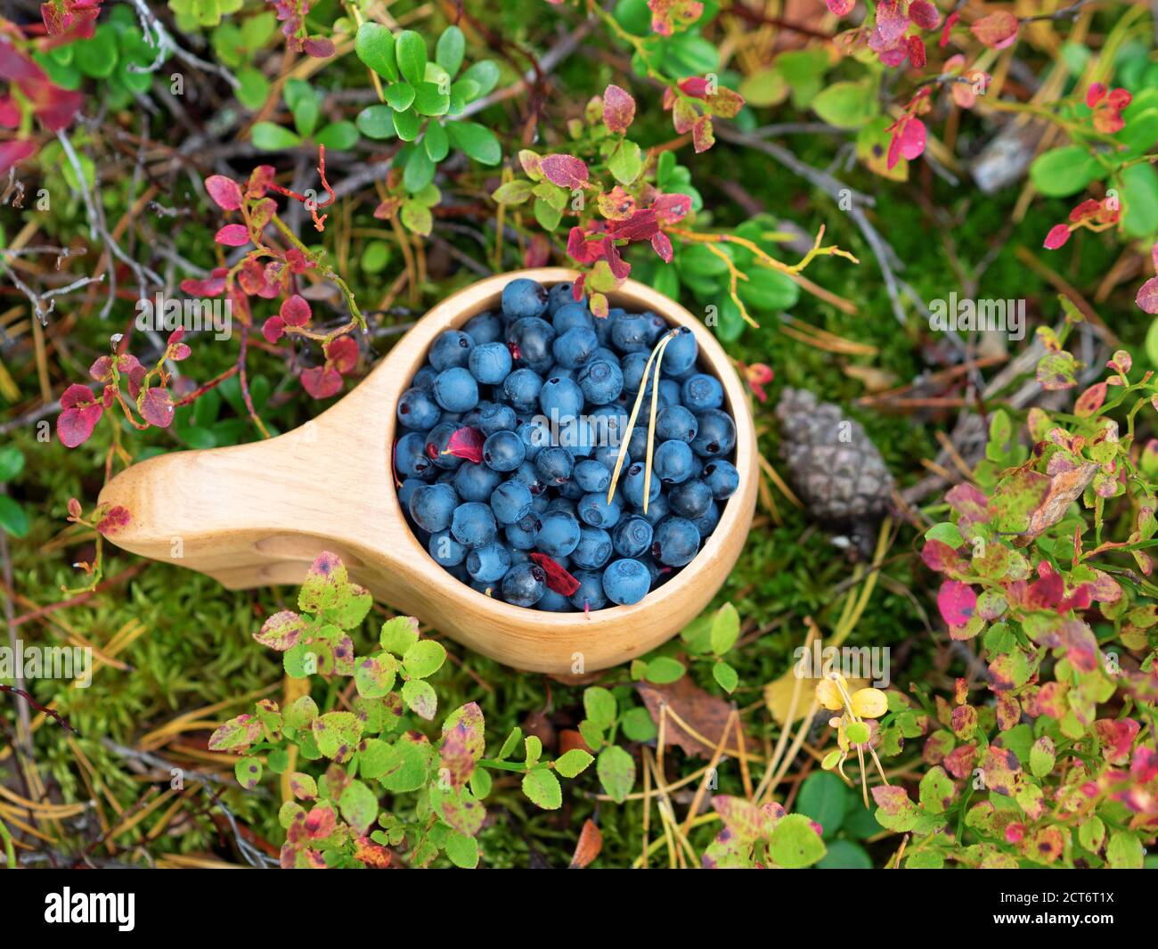 Fresh blueberries in a wooden mug on a stump in the forest. Delicious ...