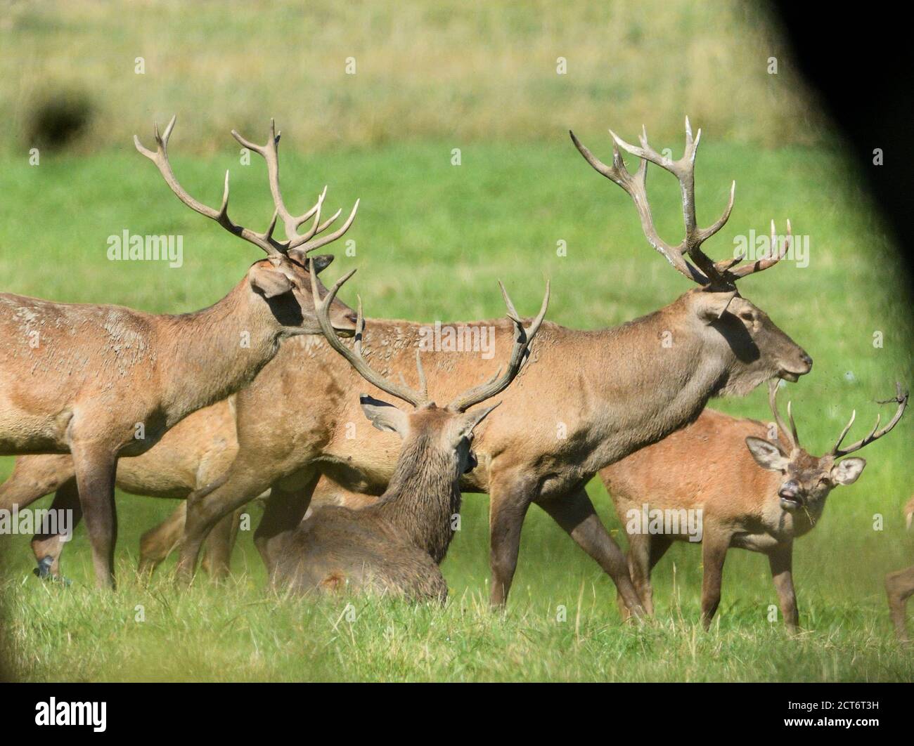 A herd of deer stag and hind deer in a meadow during a rut Stock Photo ...