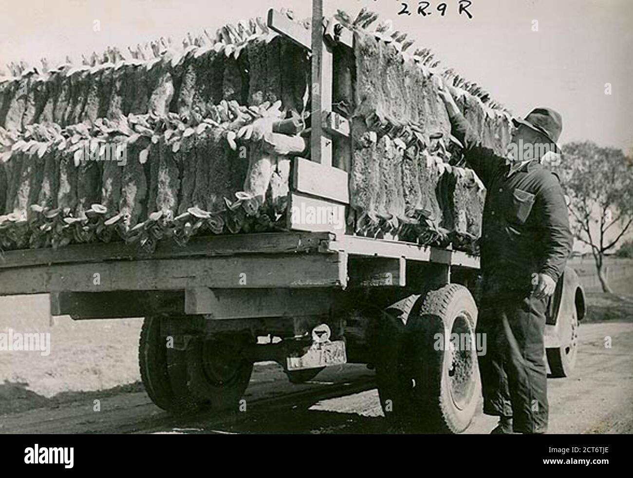 Rabbit trapping hi-res stock photography and images - Alamy