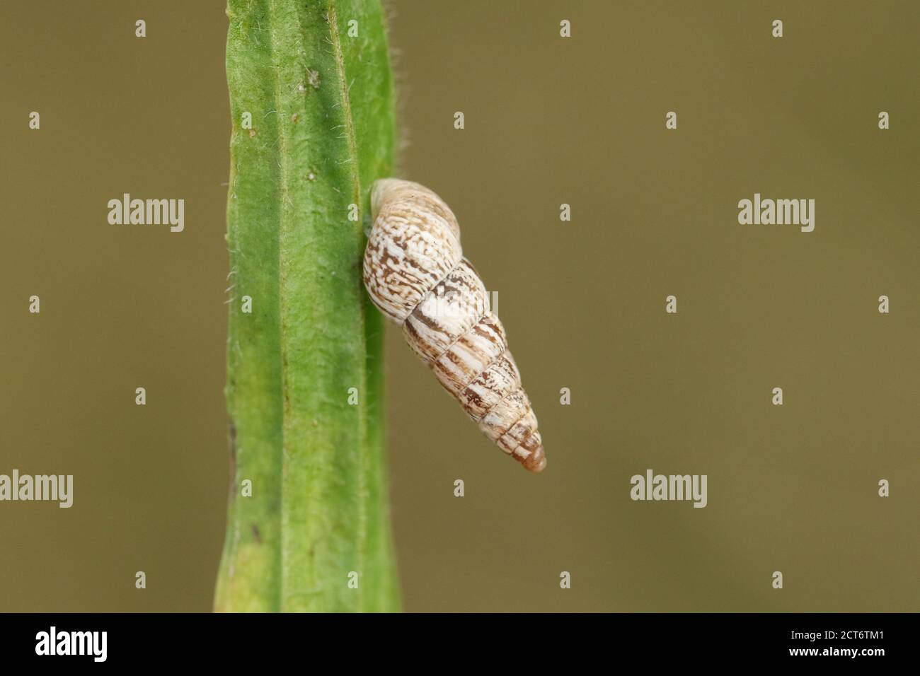 Pointed snail hi-res stock photography and images - Alamy