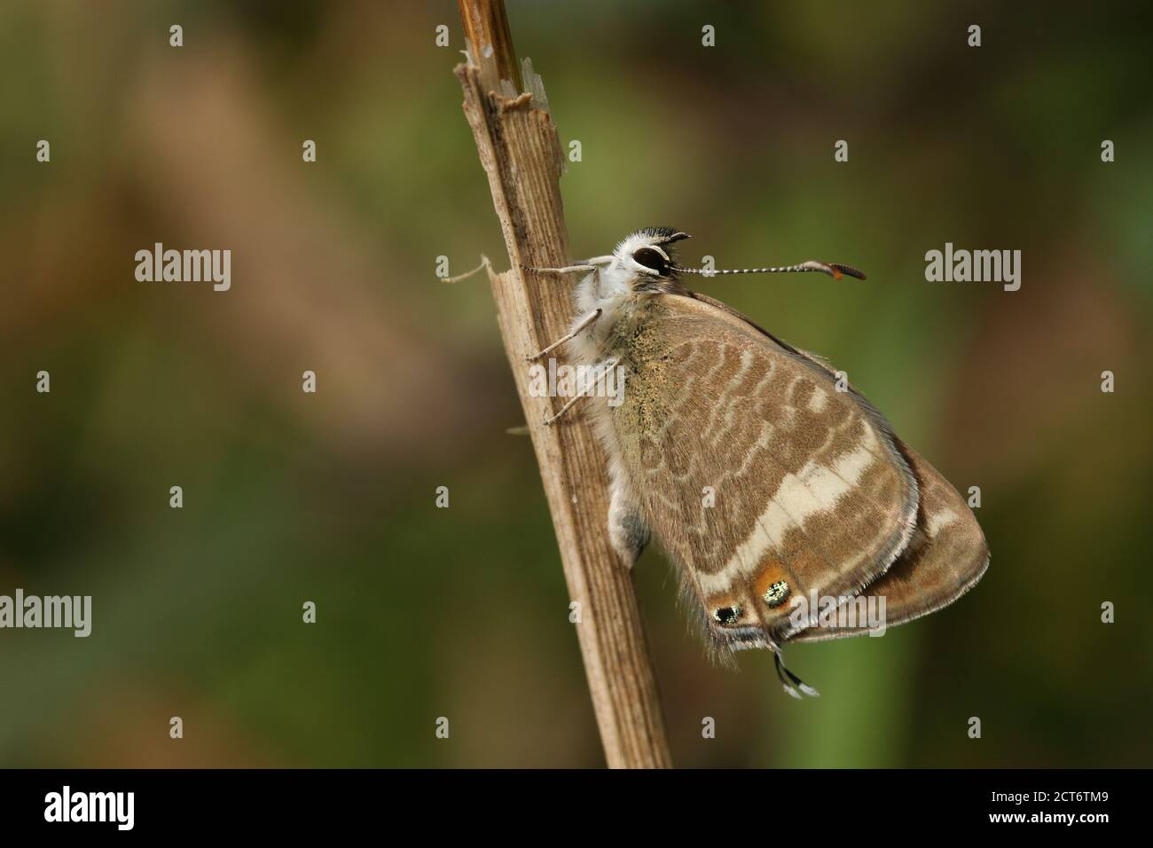 Rare blue butterfly uk hi-res stock photography and images - Alamy