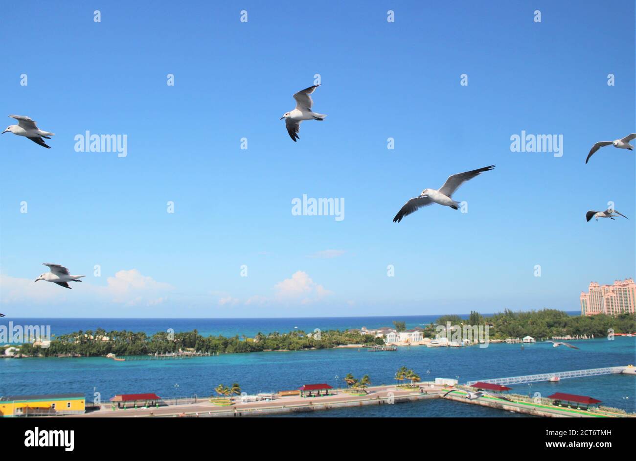 Seagulls in flight in Nassau, Bahamas Stock Photo - Alamy