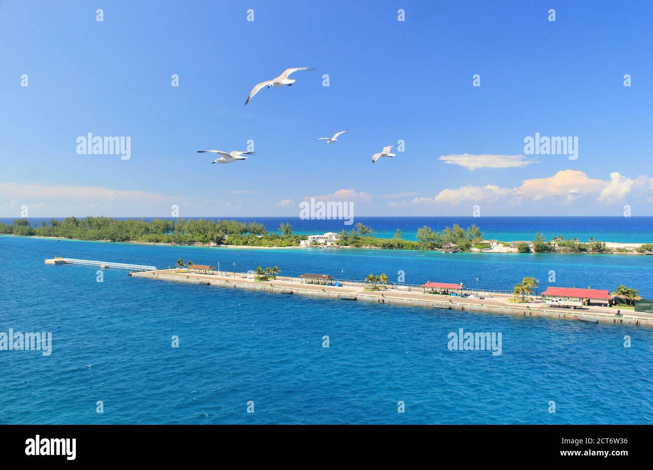 Seagulls in flight in Nassau, Bahamas Stock Photo - Alamy
