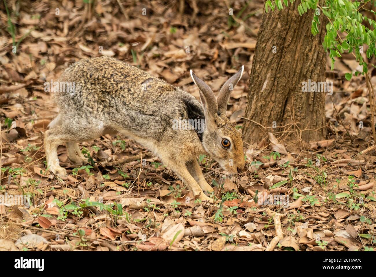 Indian Hare (Lepus nigricollis), single animal standing on leaf litter ...