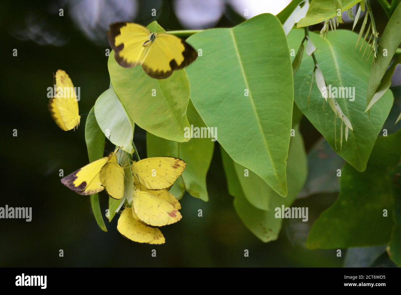 Group of beautiful yellow butterfly on green leaf Stock Photo - Alamy