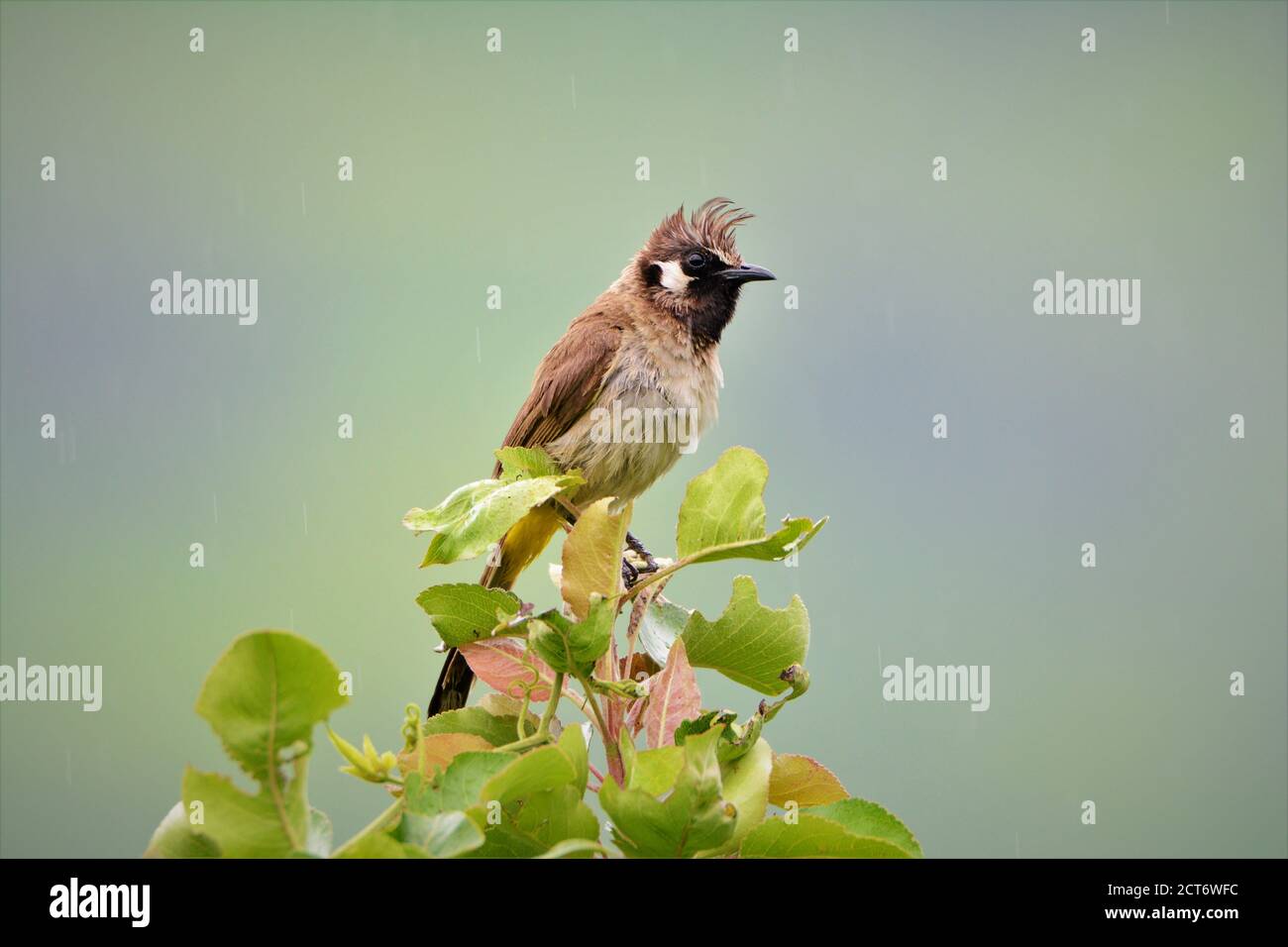 Himalayan bulbul bird on tree top Stock Photo - Alamy
