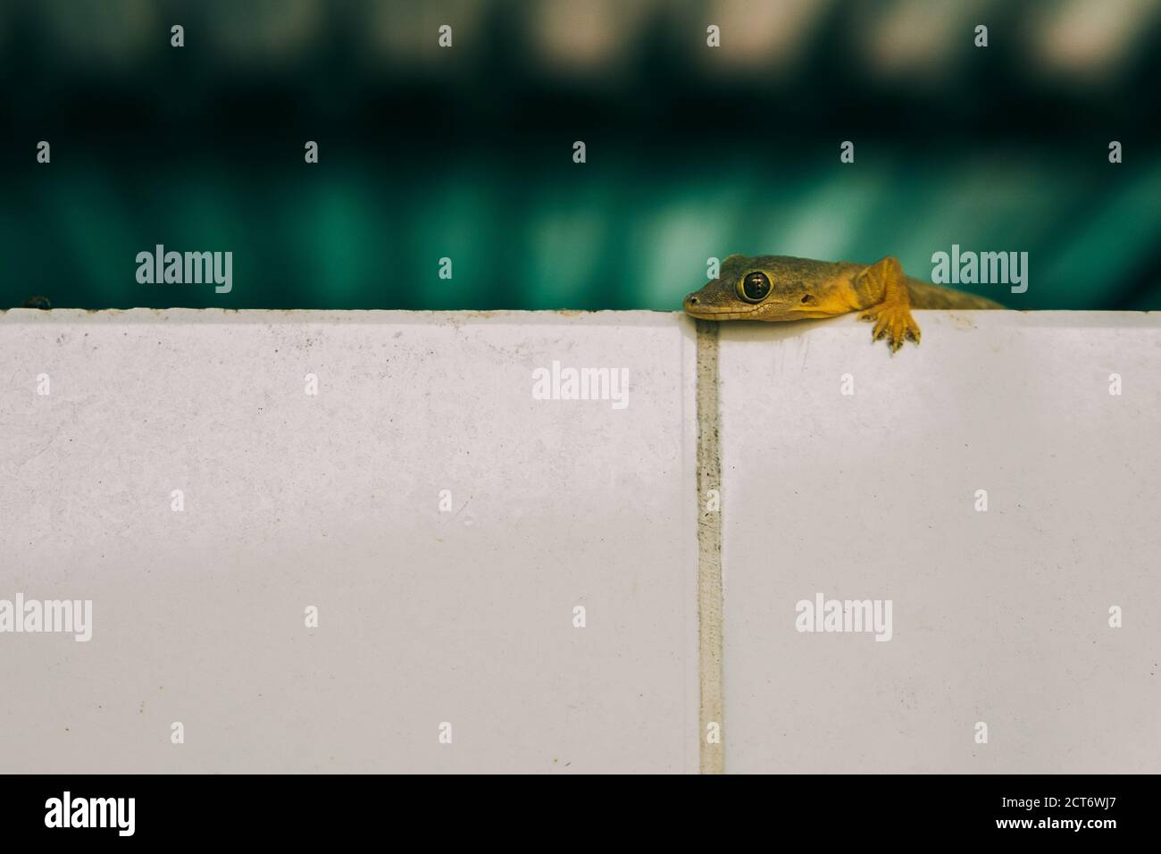 Close up to a house gecko lizard on wall Stock Photo - Alamy