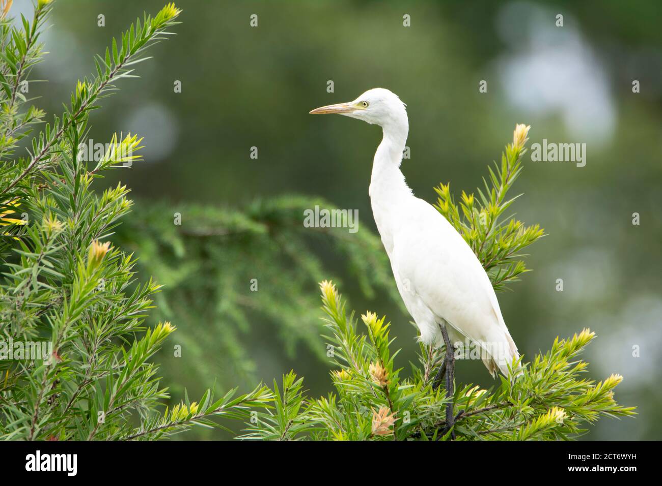 A cattle egret on tree branch Stock Photo - Alamy
