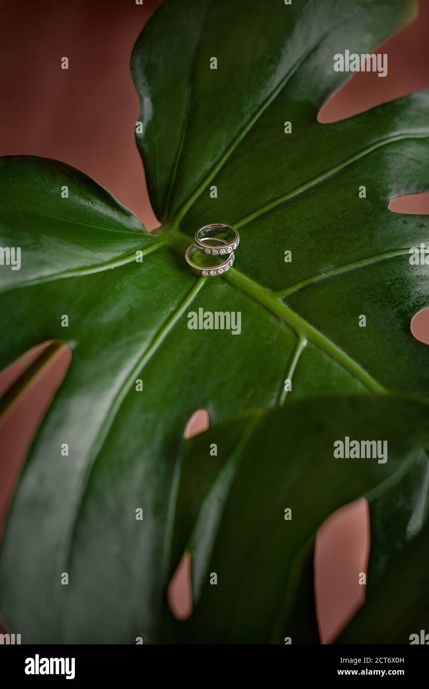 Two wedding rings on a green monstera leaf. Wedding concept Stock Photo ...