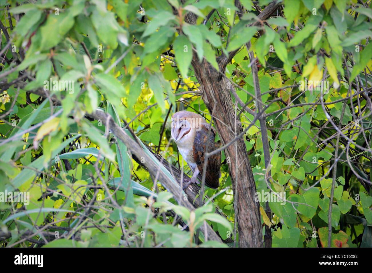 Common Barn Owl on tree bush Stock Photo - Alamy