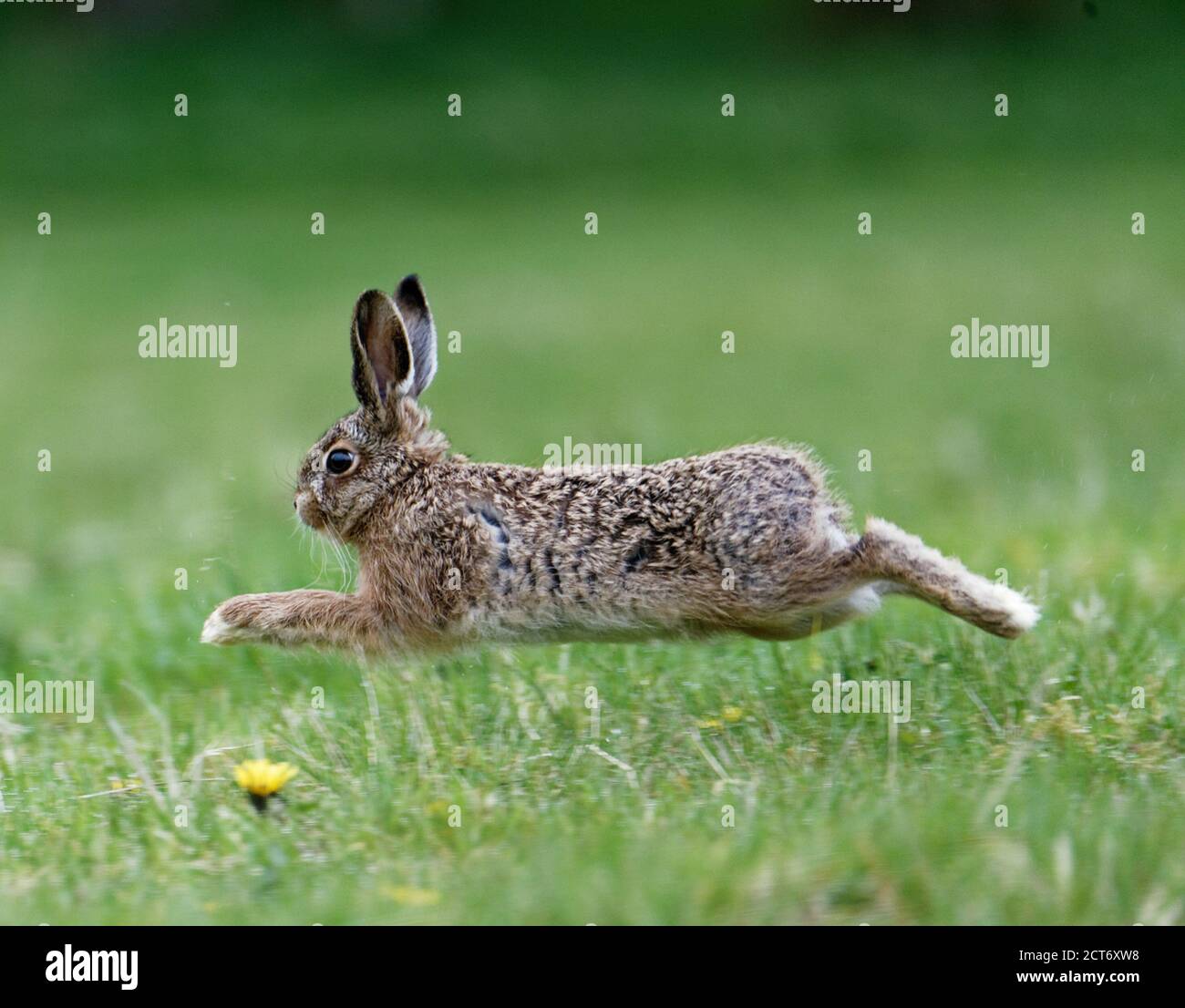 Species speed hi-res stock photography and images - Alamy