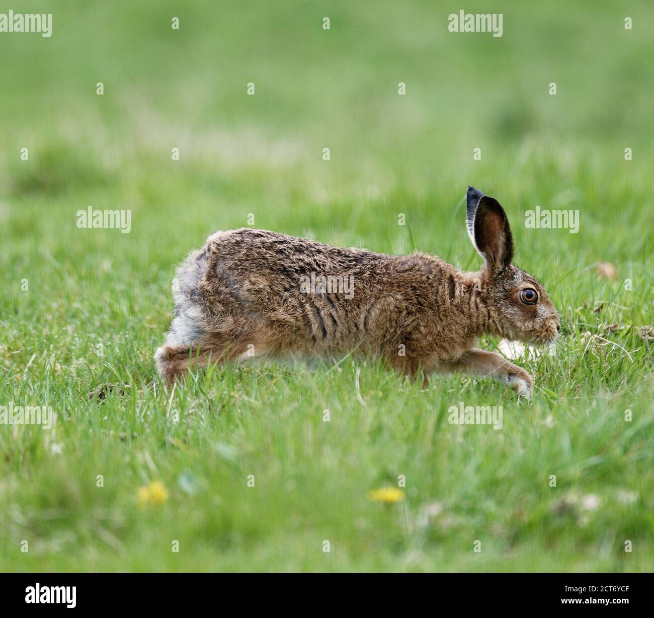 European Brown Hare (Lepus europaeus) Leveret in meadow during daytime ...