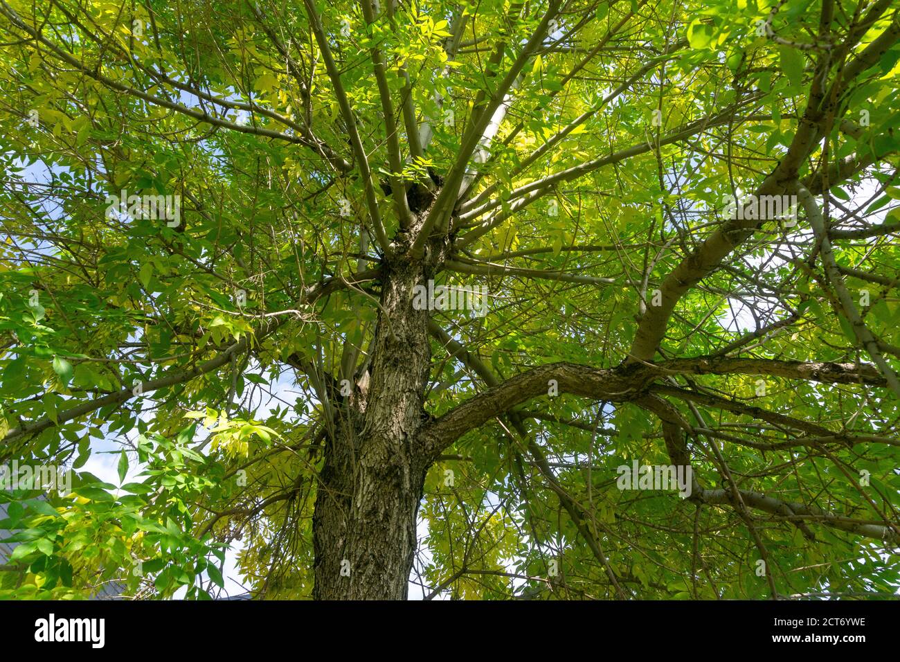 Summer Tree Calgary Alberta Stock Photo - Alamy