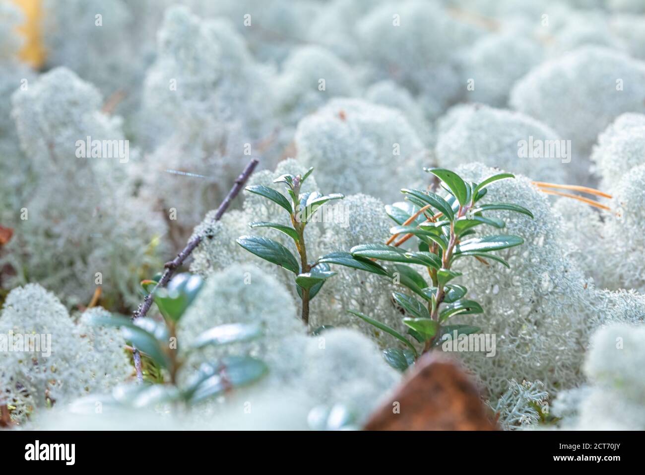 Yagel, a beautiful deer moss, grows in the forest, scandinavian nature ...