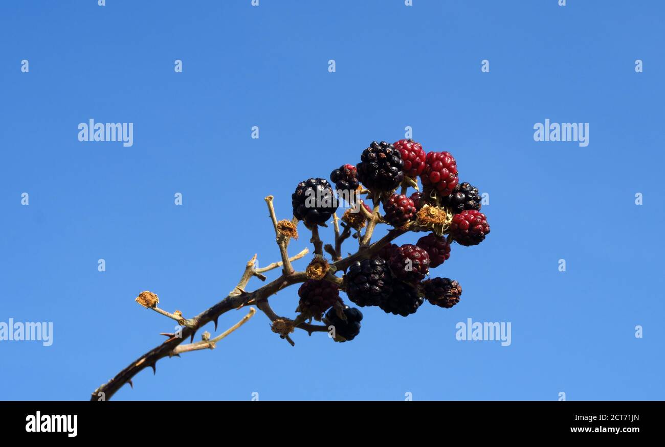 Brambles growing in a hedgerow with blue sky in background Stock Photo ...