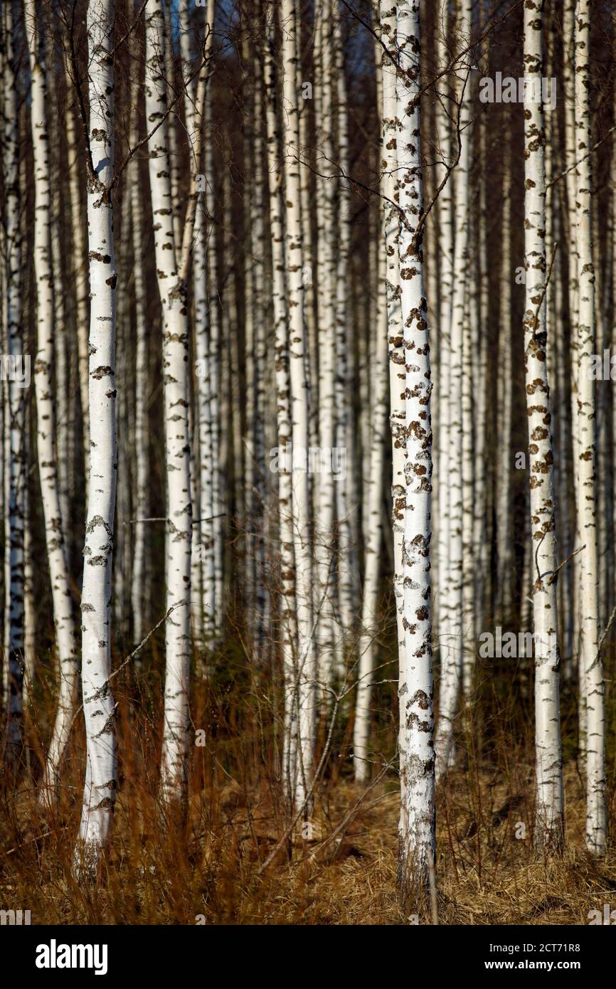 Growing European birch ( betula ) tree trunks at Spring , Finland Stock ...