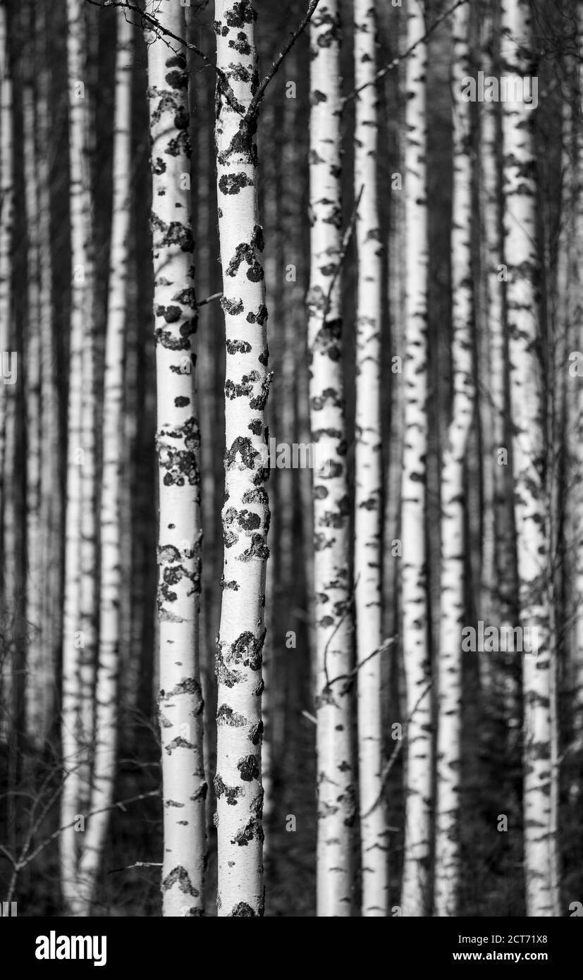 Growing European birch ( betula ) tree trunks at Spring , Finland Stock ...