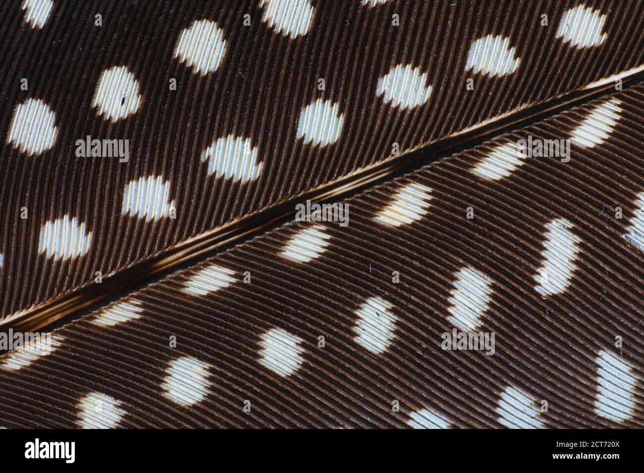 Guineafowl feathers hi-res stock photography and images - Alamy