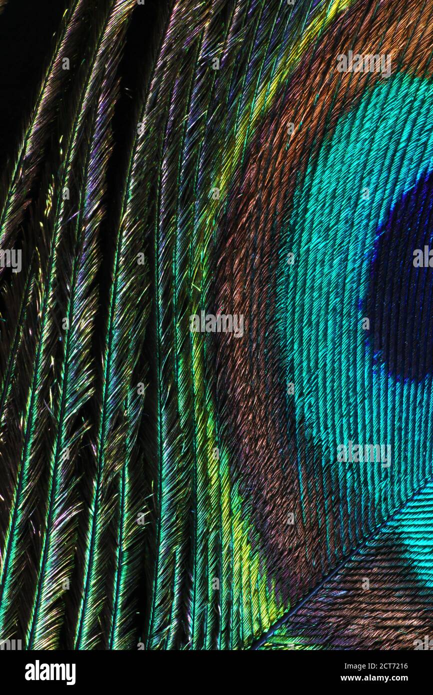 Macro close up of an iridescent feather, peacock Stock Photo - Alamy