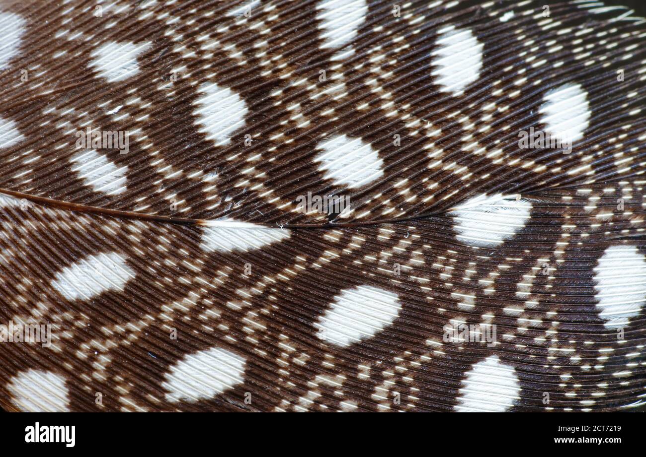 Guineafowl feathers High Resolution Stock Photography and Images - Alamy
