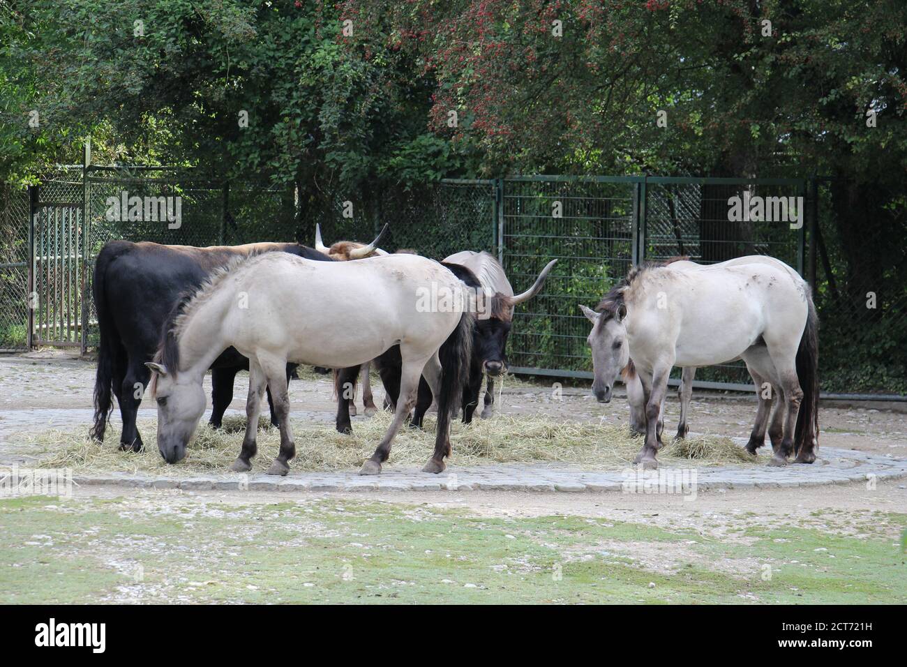 Tarpan equus ferus hi-res stock photography and images - Alamy
