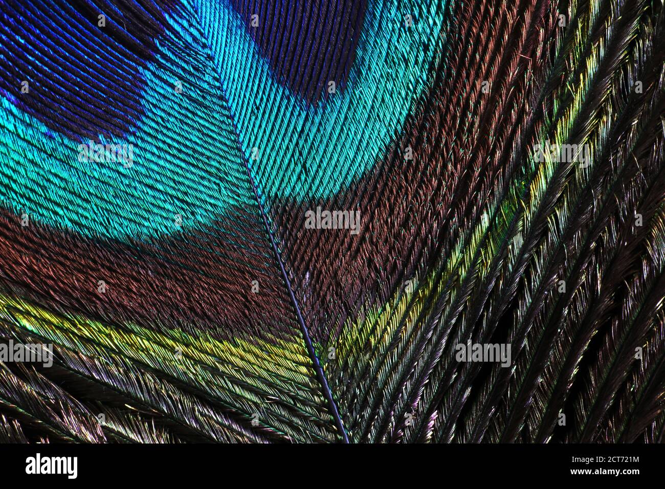 Peacock texture hi-res stock photography and images - Alamy