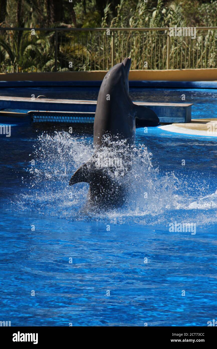 Delphinida hi-res stock photography and images - Alamy